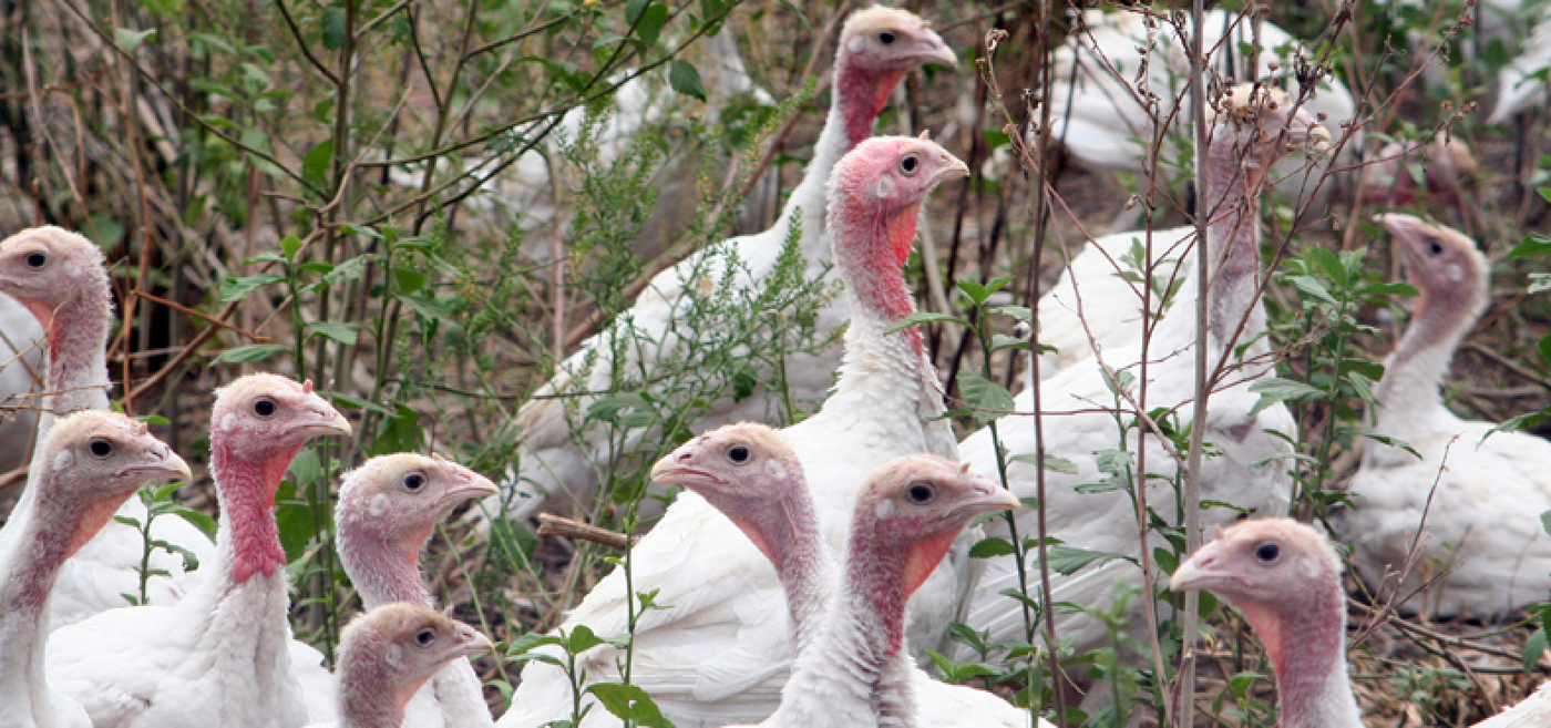 Meet The Producers : Bendele Farm - Hagen's Organics